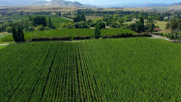 Hop breeding program – HPA