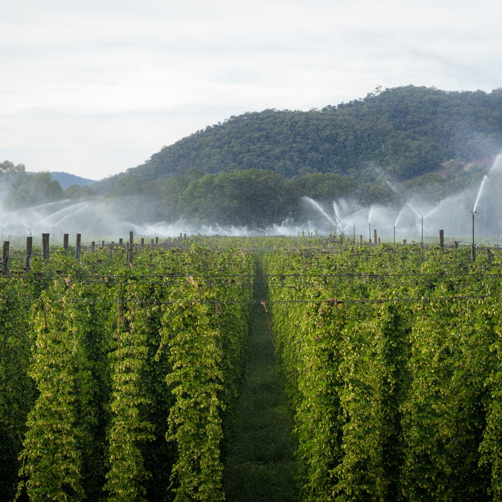 2025 Crop Report – HPA